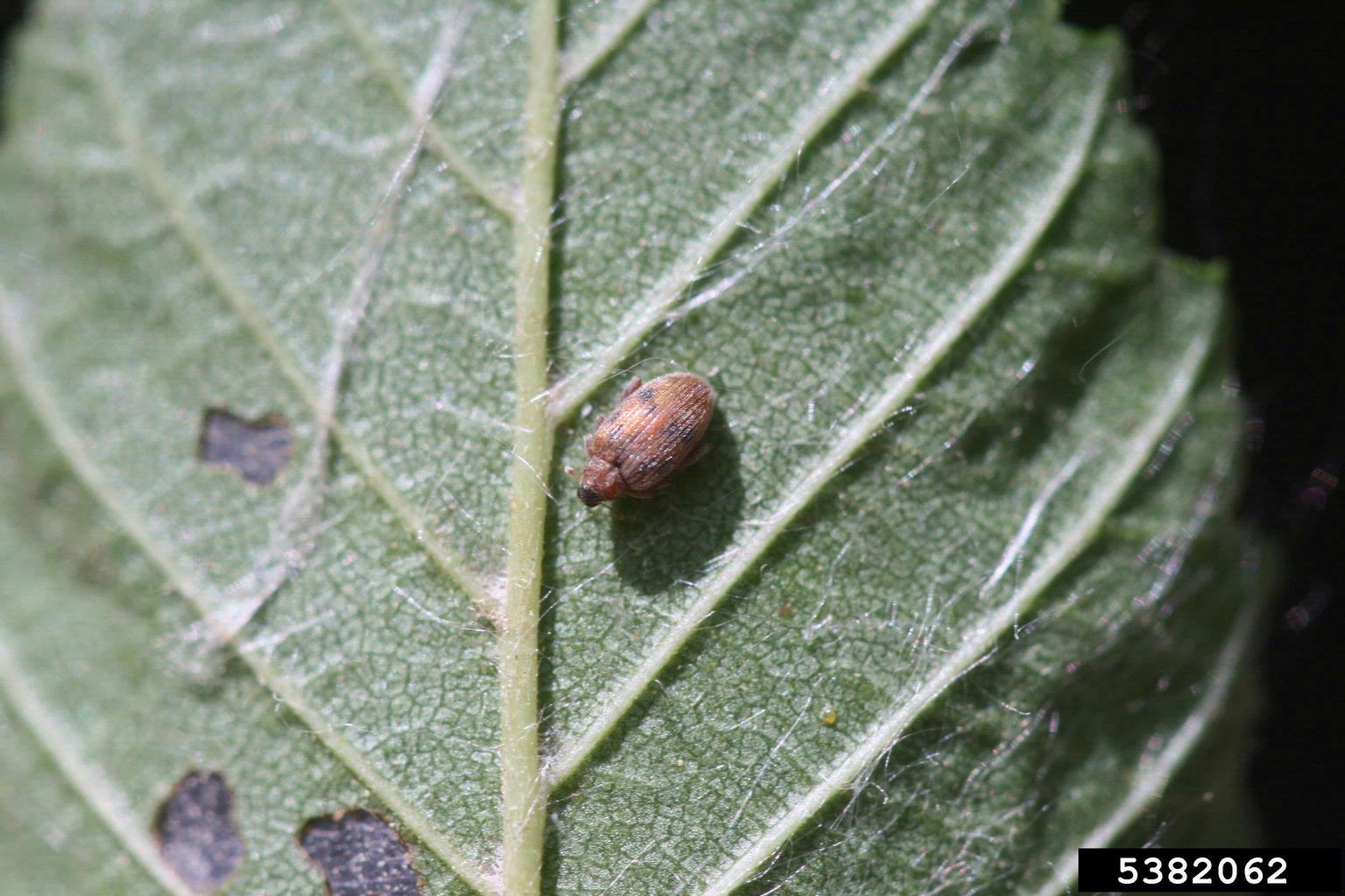 European elm flea weevil (Orchestes alni (Linnaeus, 1758))