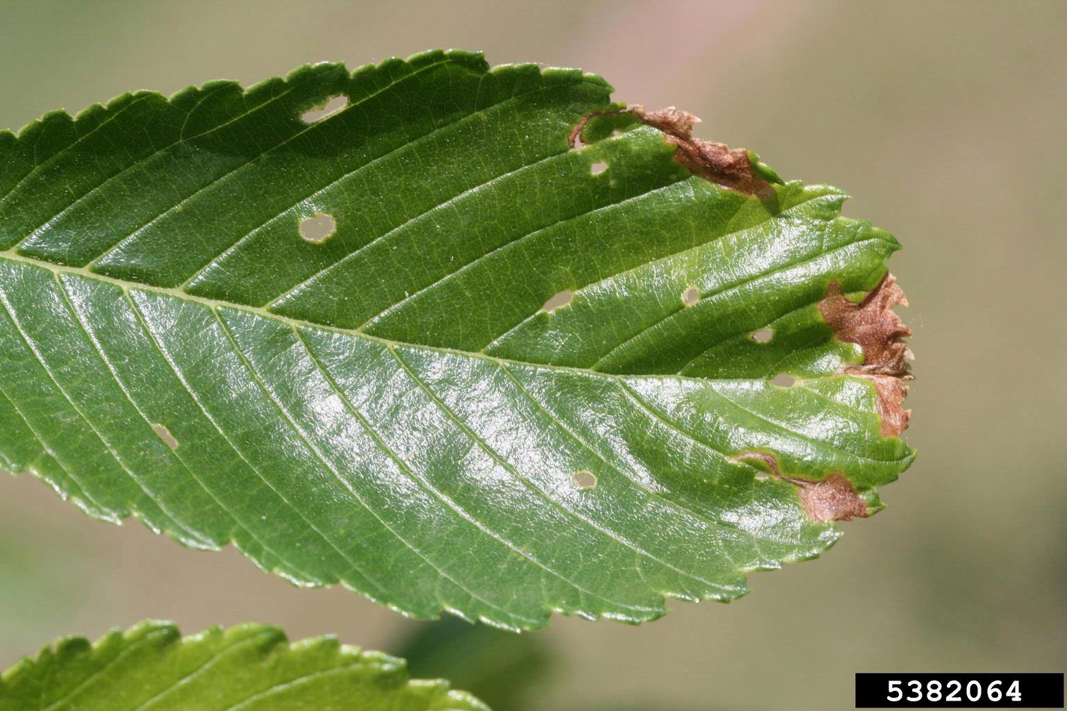 European elm flea weevil (Orchestes alni)