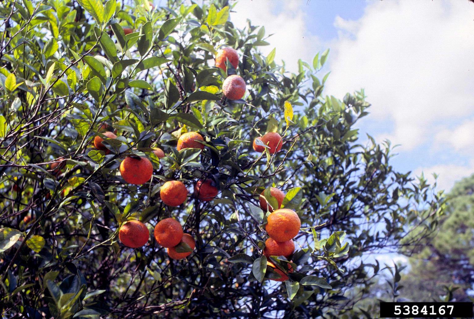 tangerine (Citrus reticulata Blanco)