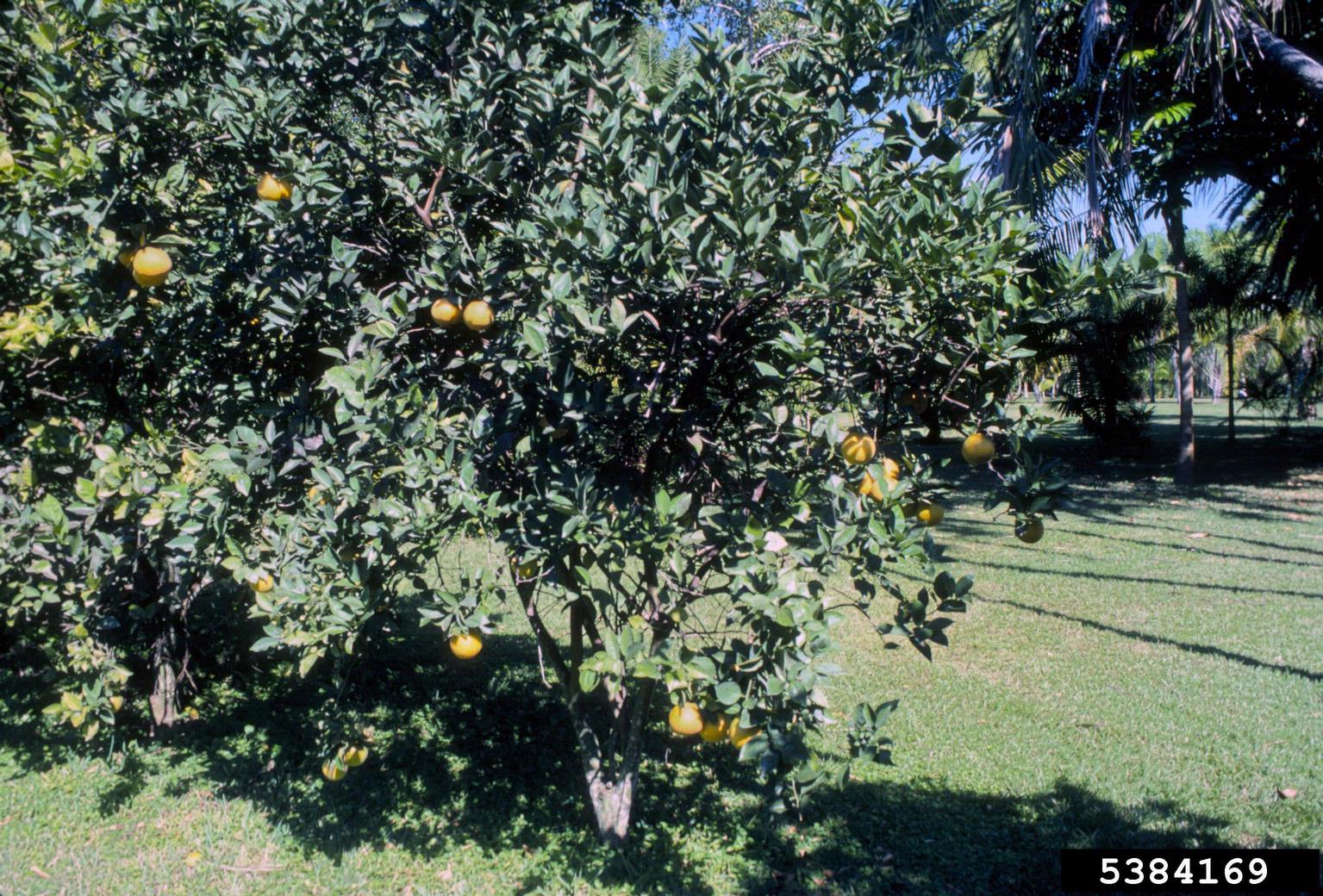 orange (Citrus x sinensis (L.) Osbeck (pro sp.) [maxima × reticulata])