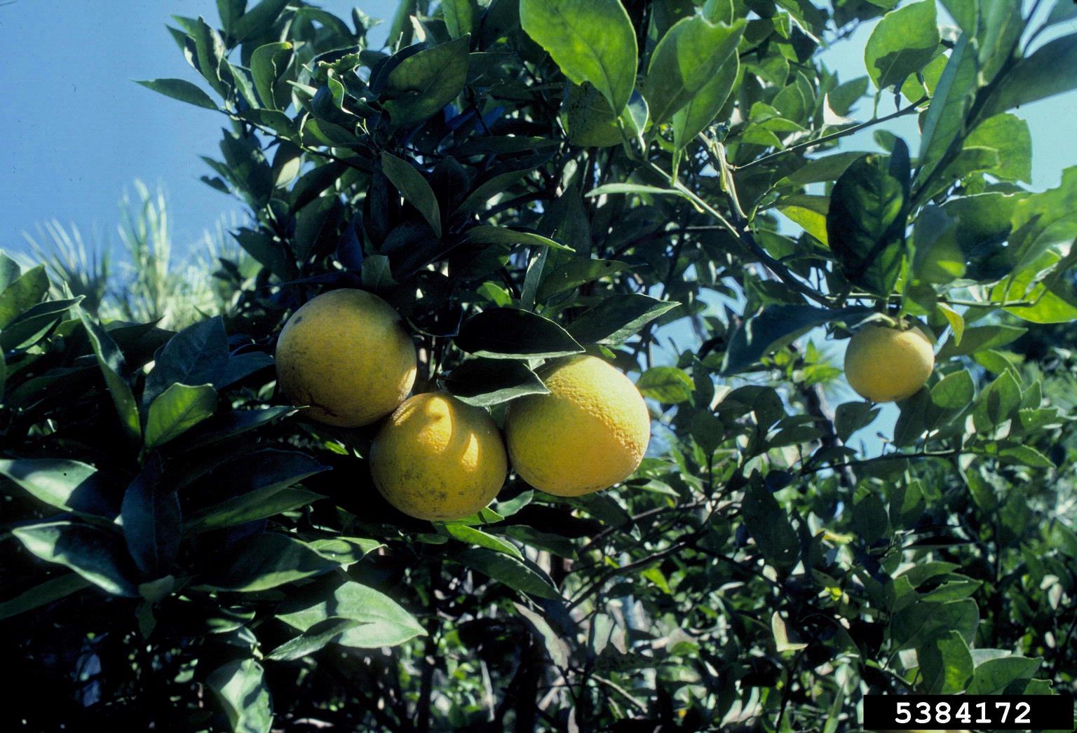 orange (Citrus x sinensis (L.) Osbeck (pro sp.) [maxima × reticulata])