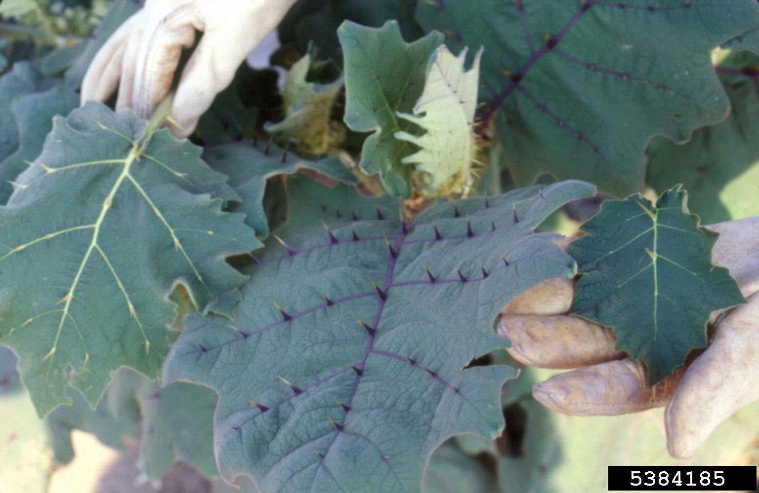 fuzzyfruit nightshade (Solanum candidum)