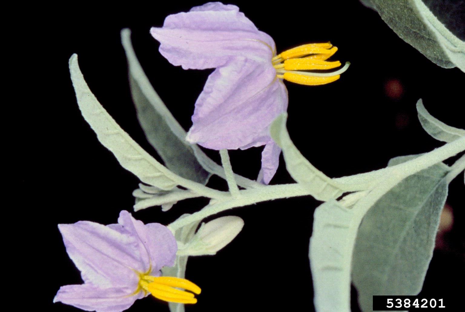 silverleaf nightshade (Solanum elaeagnifolium Cavanaugh)