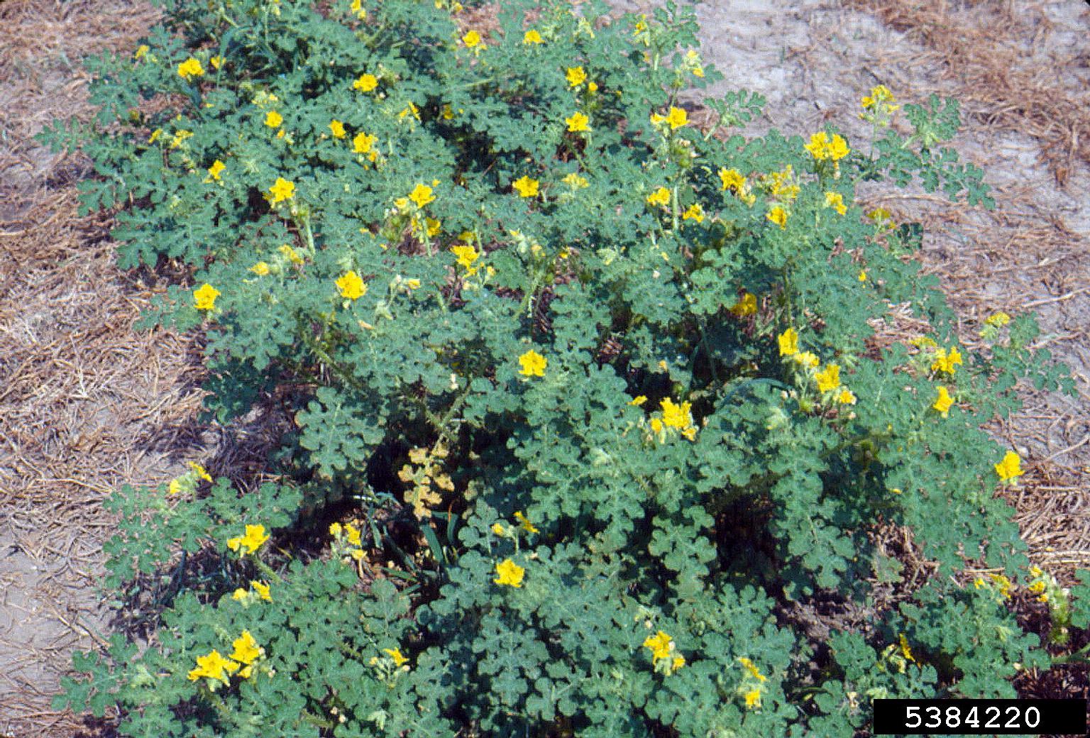buffalobur (Solanum rostratum Dunal)