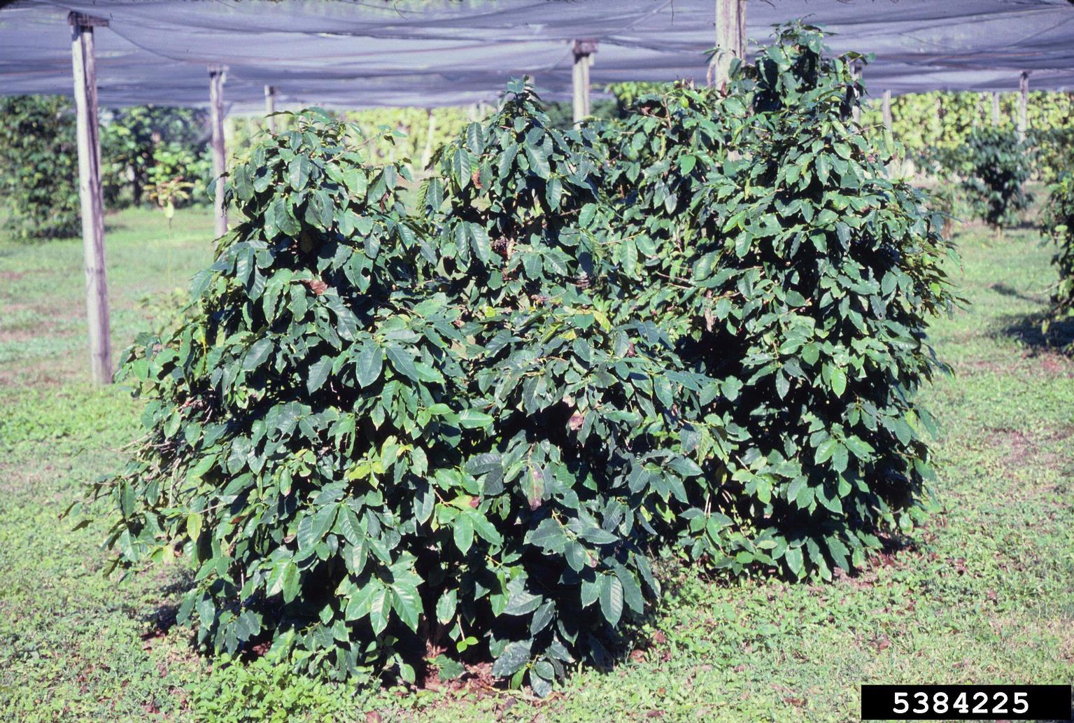 haggarbush (Clerodendrum aculeatum (L.) Schltdl.)