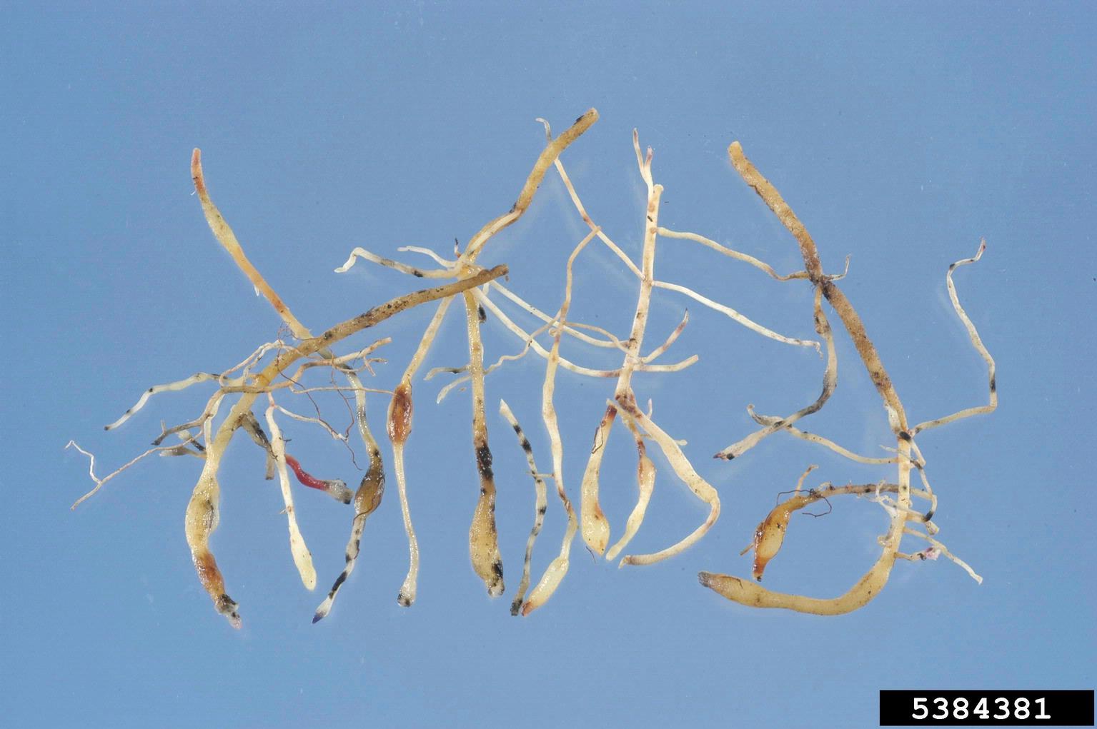 root-knot nematode (Genus Meloidogyne)
