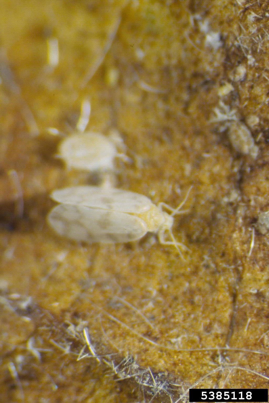 giant whitefly (Aleurodicus dugesii Cockerell, 1896)