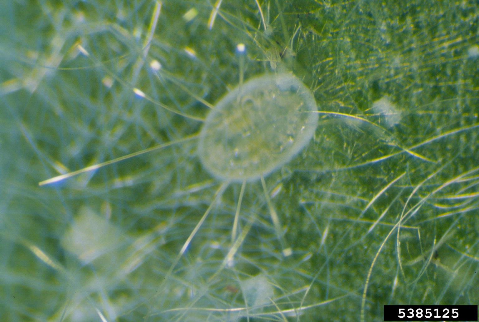 giant whitefly, Aleurodicus dugesii (Hemiptera: Aleyrodidae) - 5385125