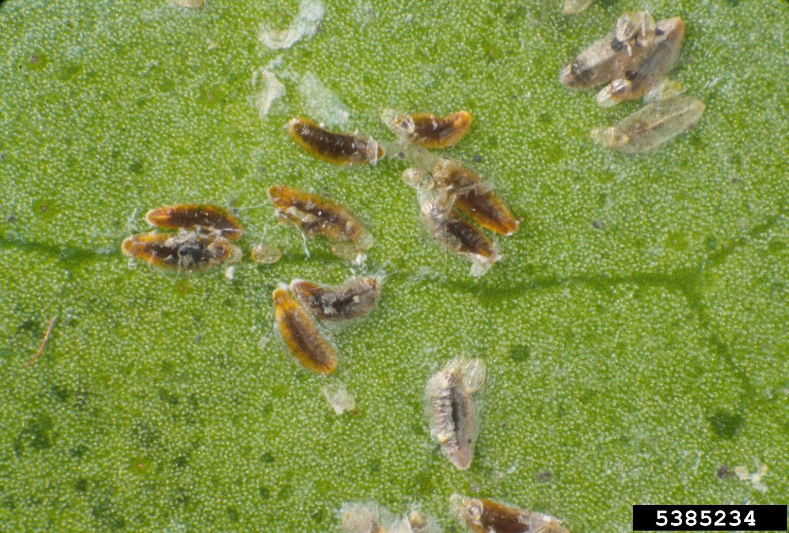 tea scale (Fiorinia theae Green)