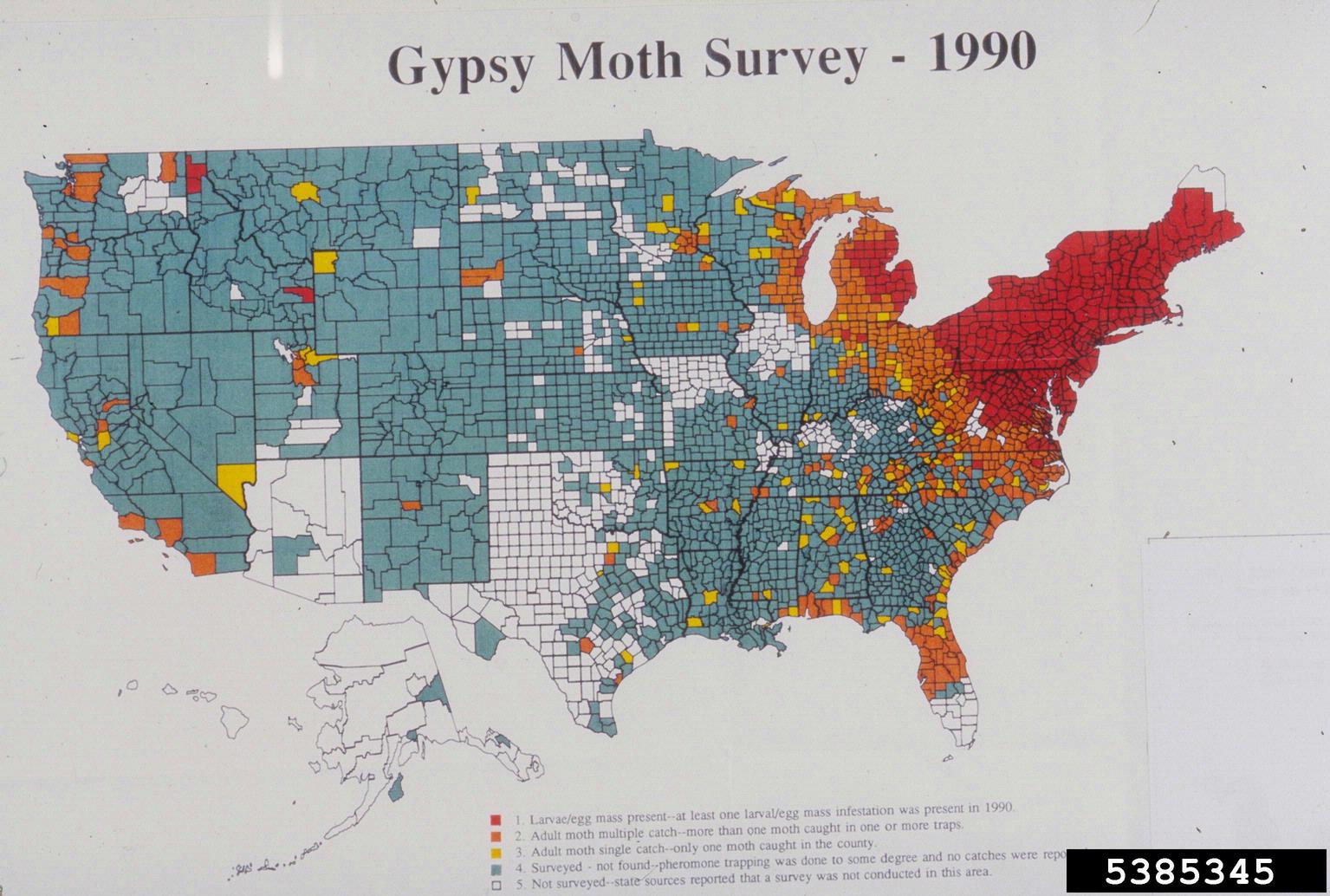 spongy moth (formerly gypsy moth) (Lymantria dispar (Linnaeus))
