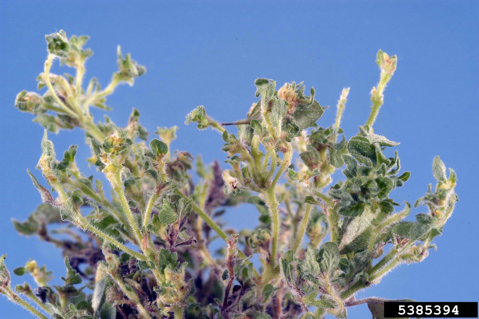 mite (Aceria lantanae (Cook 1909))