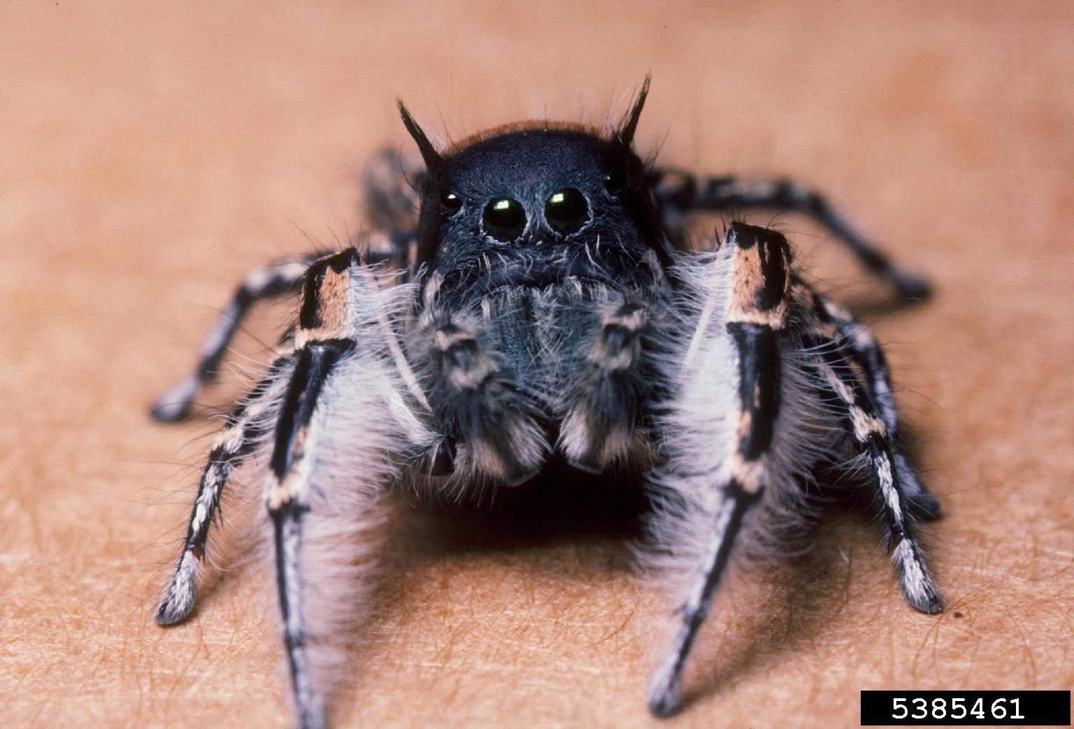 jumping spider (Phidippus toro)