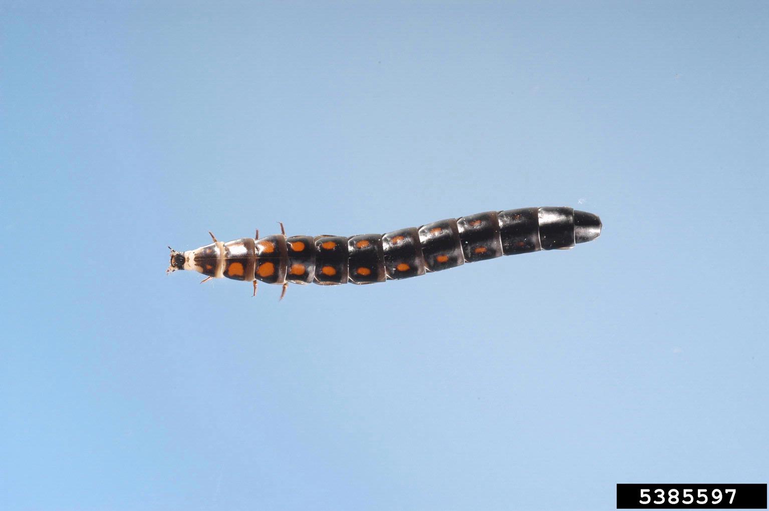 glowworm beetles (Family Phengodidae)