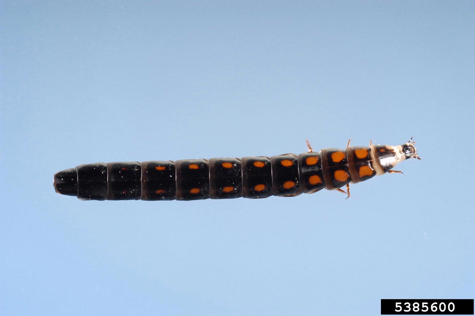 glowworm beetles (Family Phengodidae)