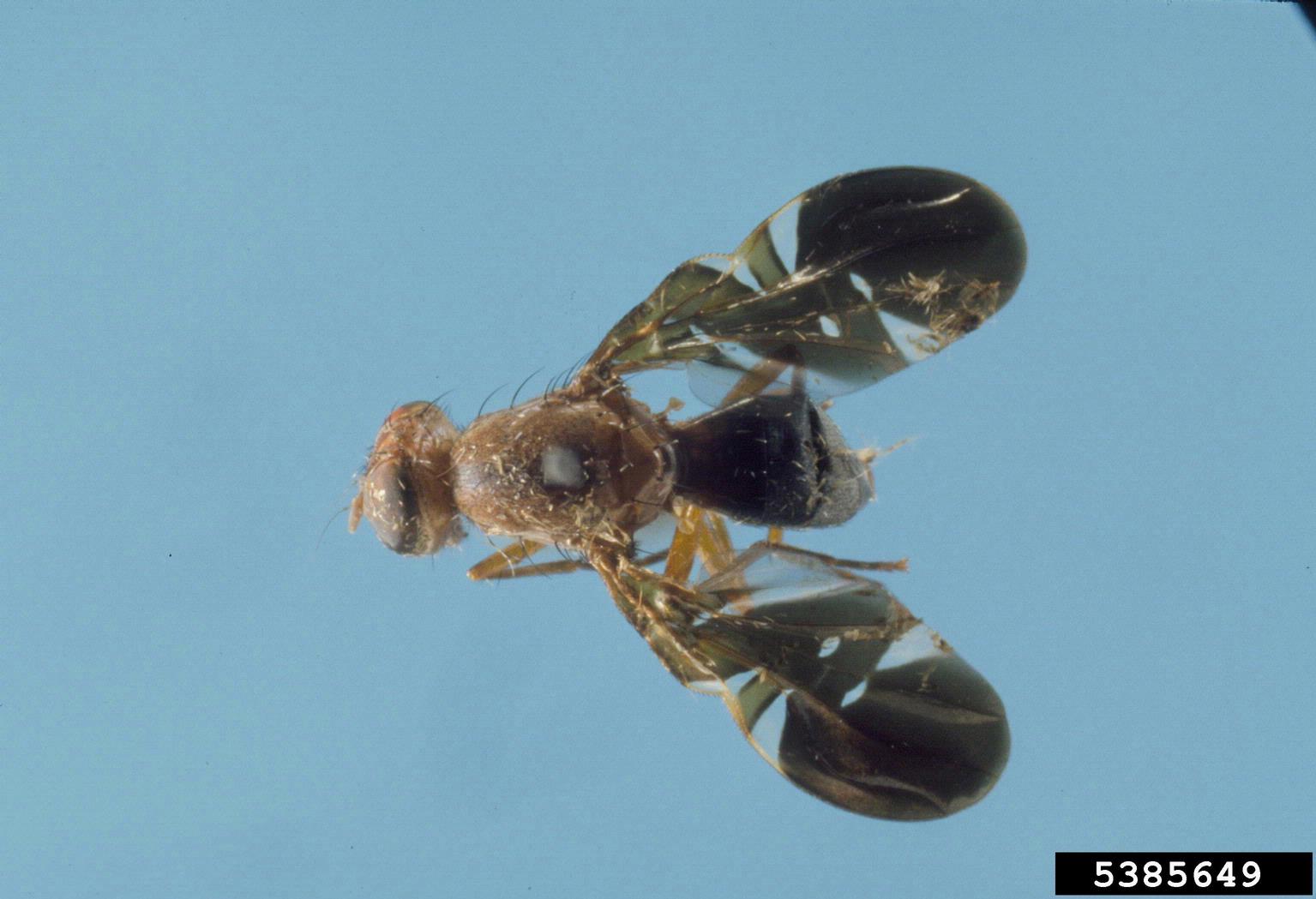 picture-winged fly (Delphinia picta (Fabricius, 1781))