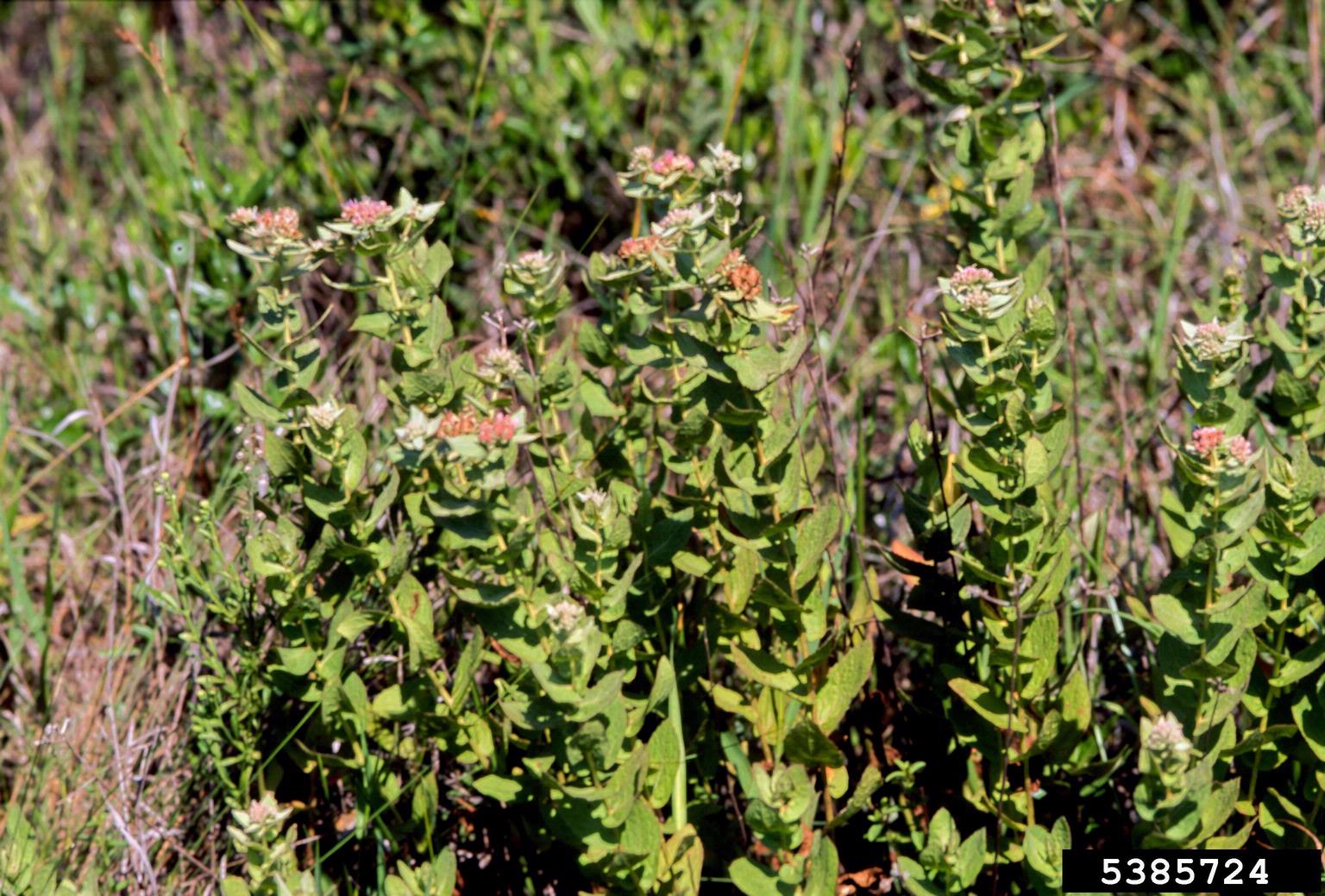 rosy camphorweed (Pluchea rosea)