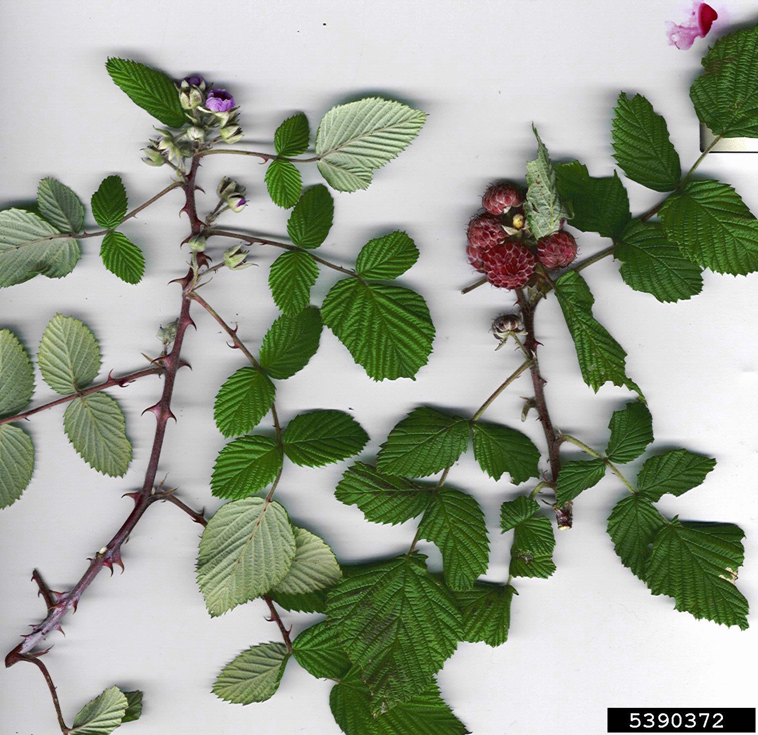 snowpeaks raspberry (Rubus niveus)