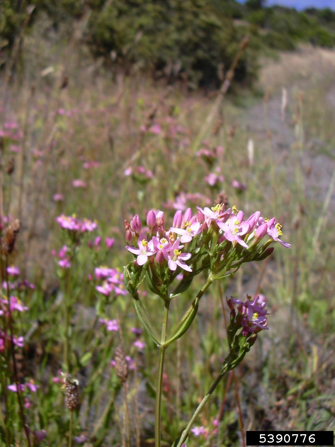 European centaury (Centaurium erythraea Rafn)