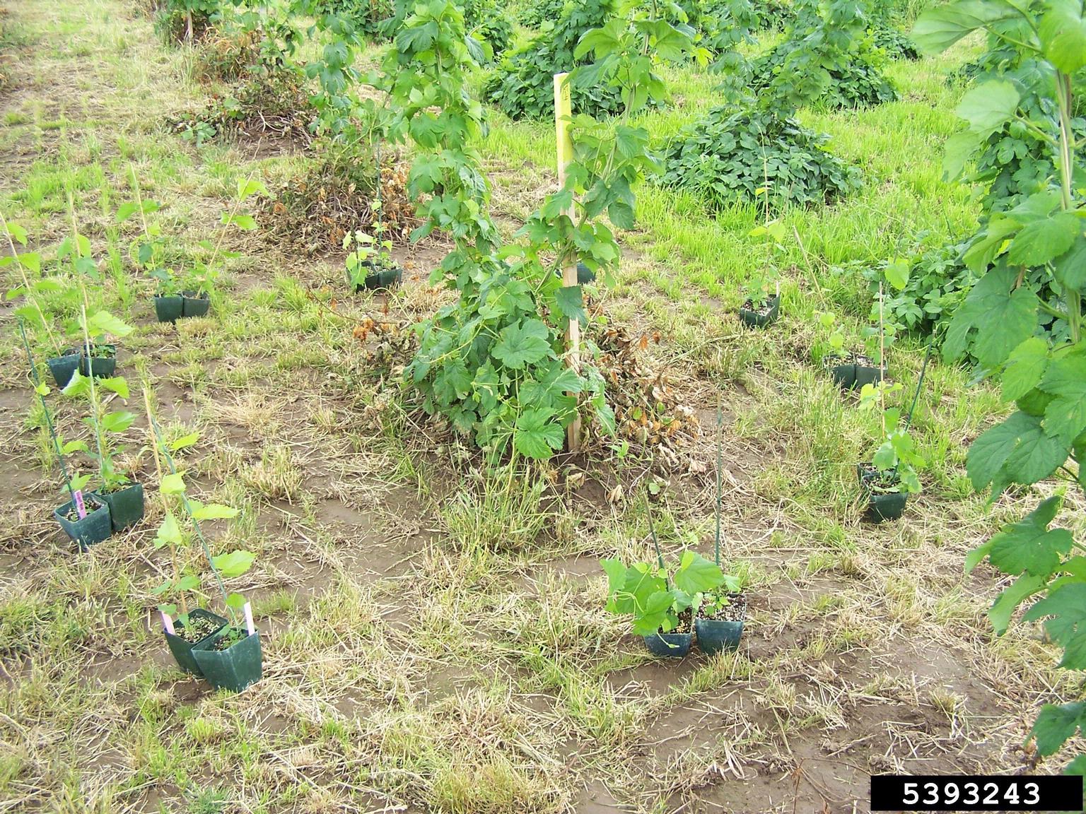 hops downy mildew (Pseudoperonospora humuli (Miyabe & Takah.) G.W. Wilson)