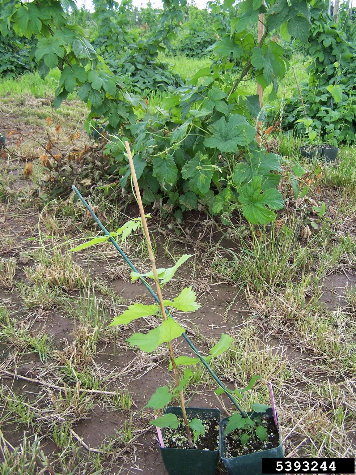 hops downy mildew (Pseudoperonospora humuli (Miyabe & Takah.) G.W. Wilson)