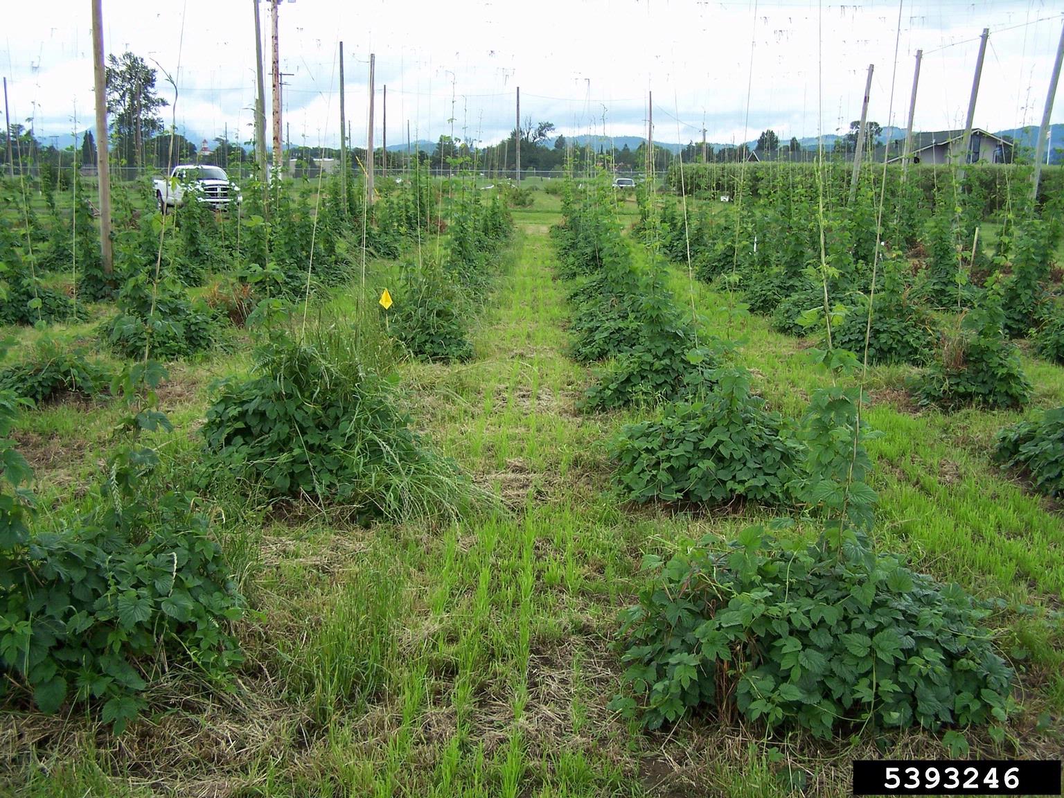 hops downy mildew (Pseudoperonospora humuli (Miyabe & Takah.) G.W. Wilson)