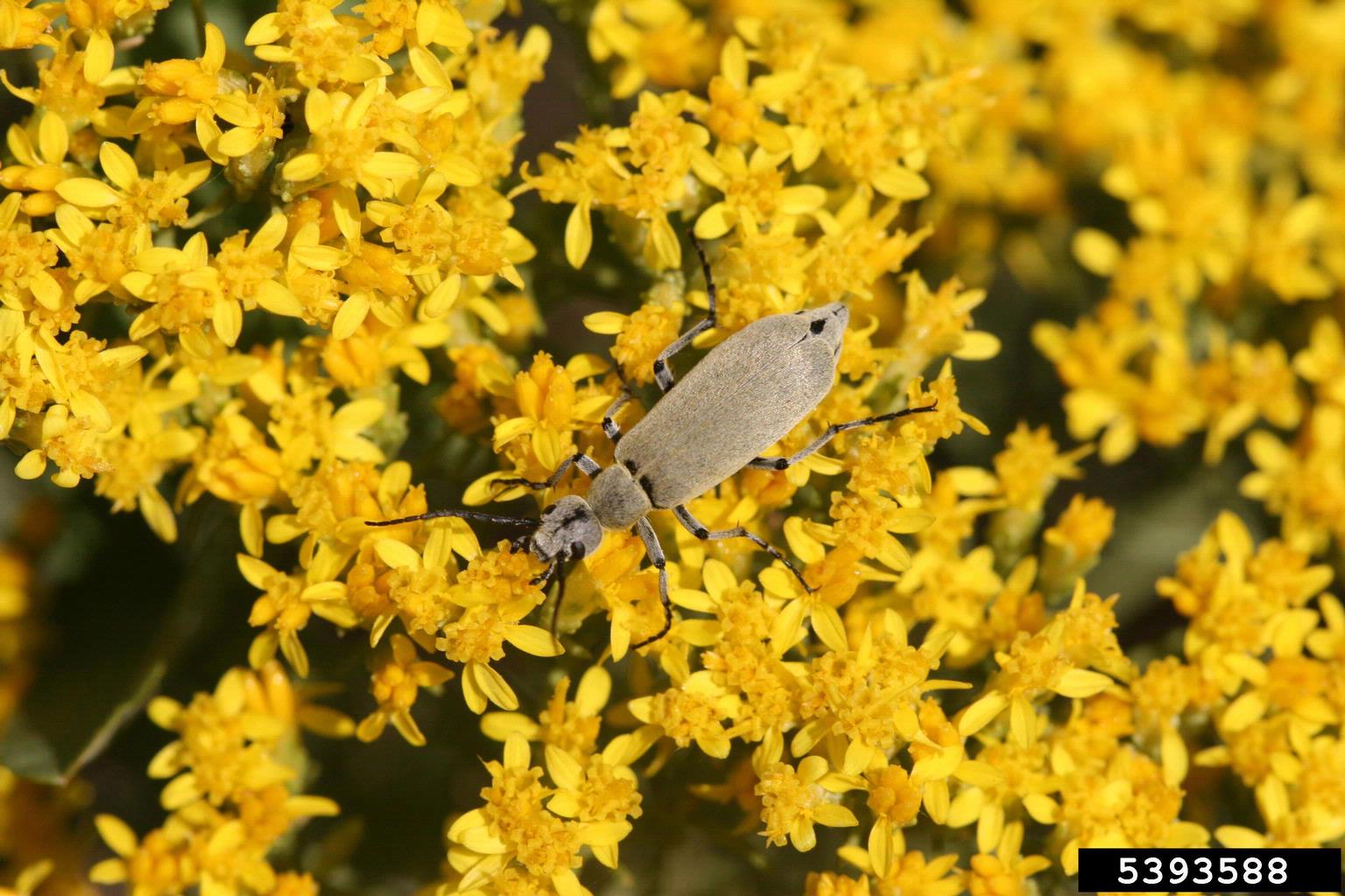 burning blister beetles (Epicauta obesa (Chevrolat, 1835))