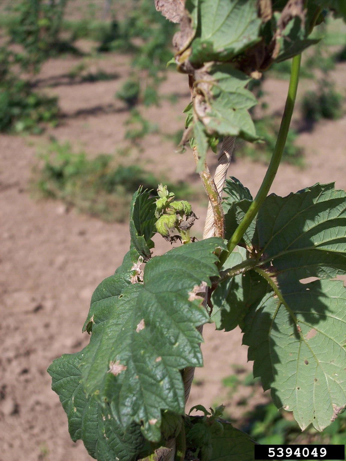 hops downy mildew (Pseudoperonospora humuli (Miyabe & Takah.) G.W. Wilson)