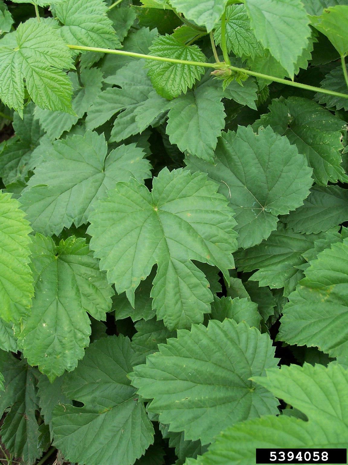 hops downy mildew (Pseudoperonospora humuli (Miyabe & Takah.) G.W. Wilson)
