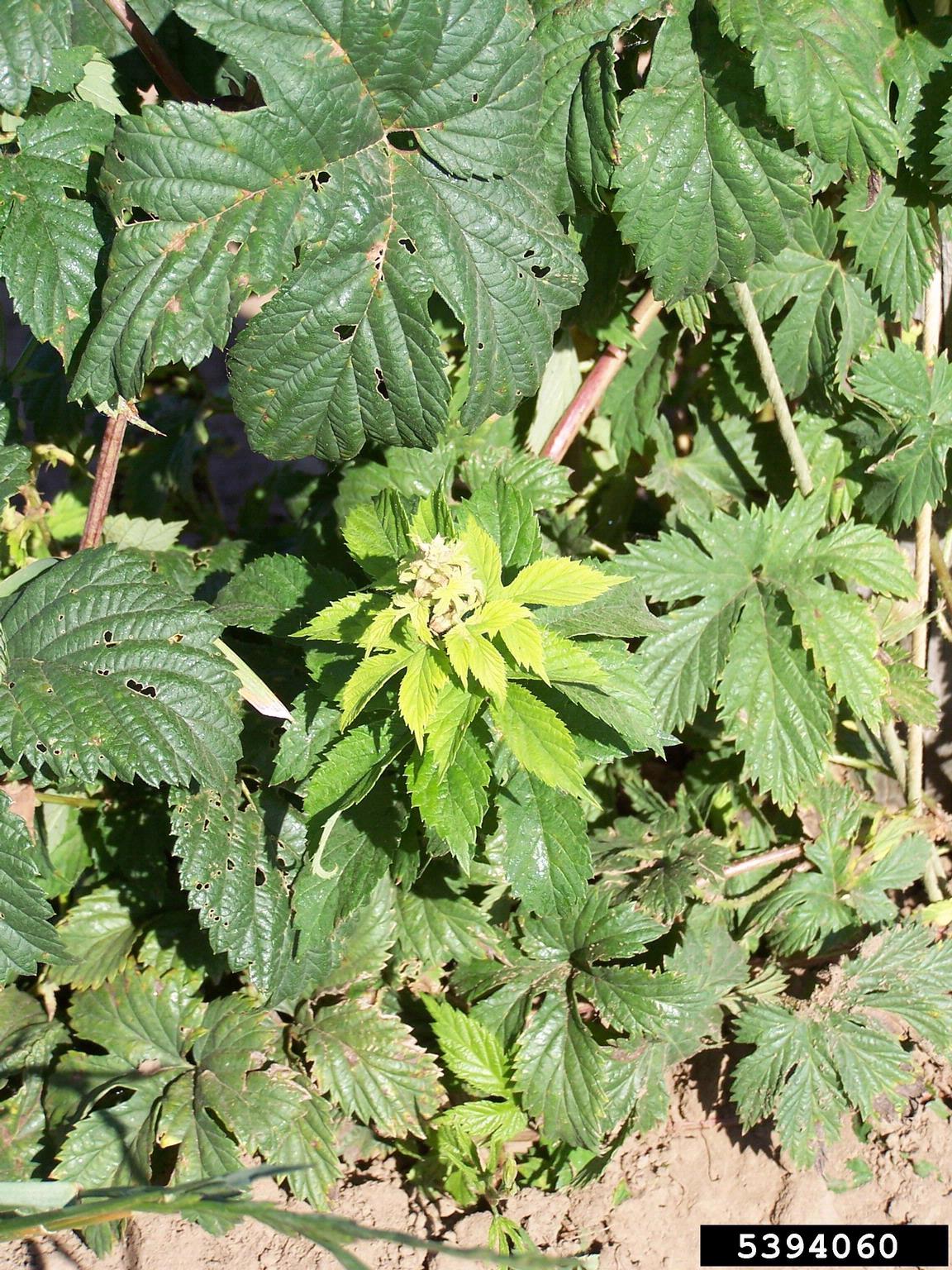 hops downy mildew (Pseudoperonospora humuli (Miyabe & Takah.) G.W. Wilson)
