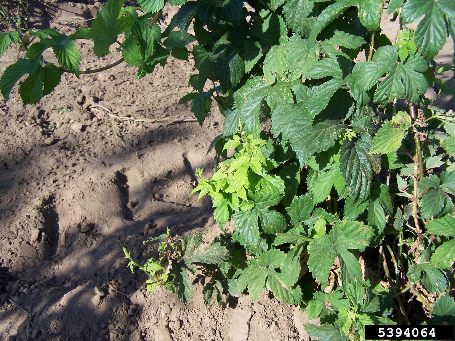 hops downy mildew (Pseudoperonospora humuli (Miyabe & Takah.) G.W. Wilson)