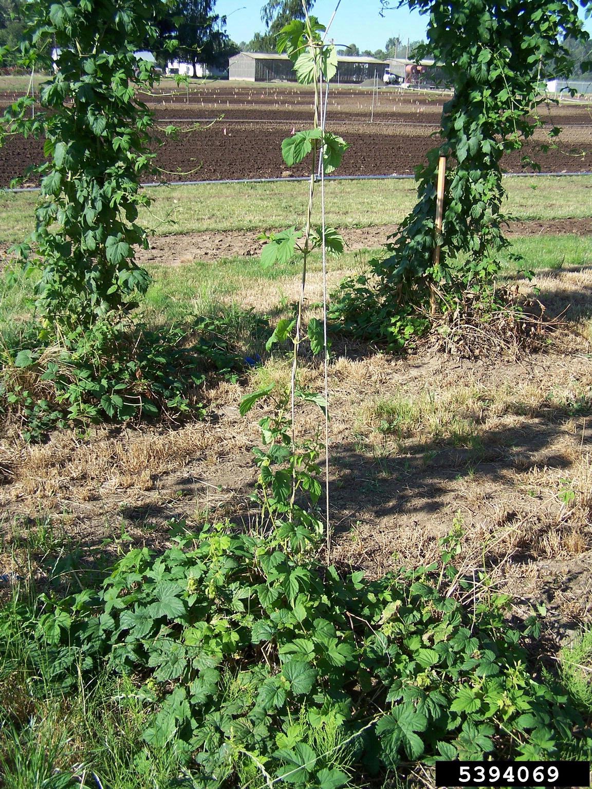 hops downy mildew (Pseudoperonospora humuli (Miyabe & Takah.) G.W. Wilson)