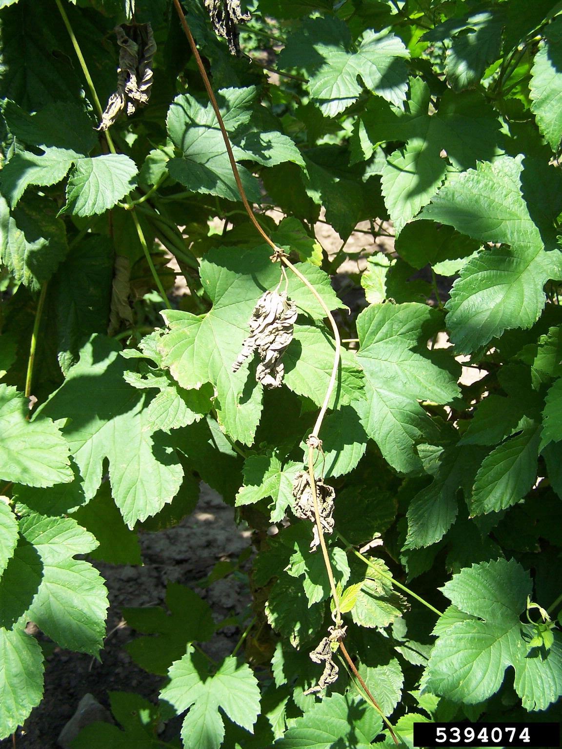 hops downy mildew (Pseudoperonospora humuli (Miyabe & Takah.) G.W. Wilson)