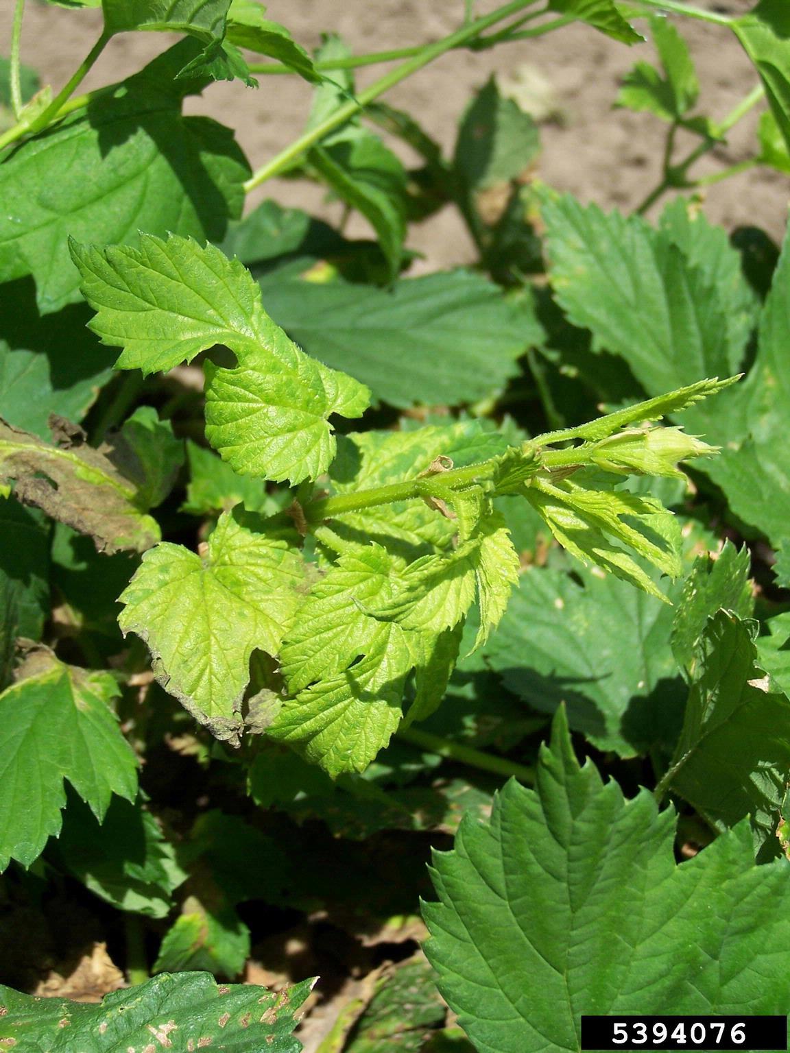 hops downy mildew (Pseudoperonospora humuli (Miyabe & Takah.) G.W. Wilson)