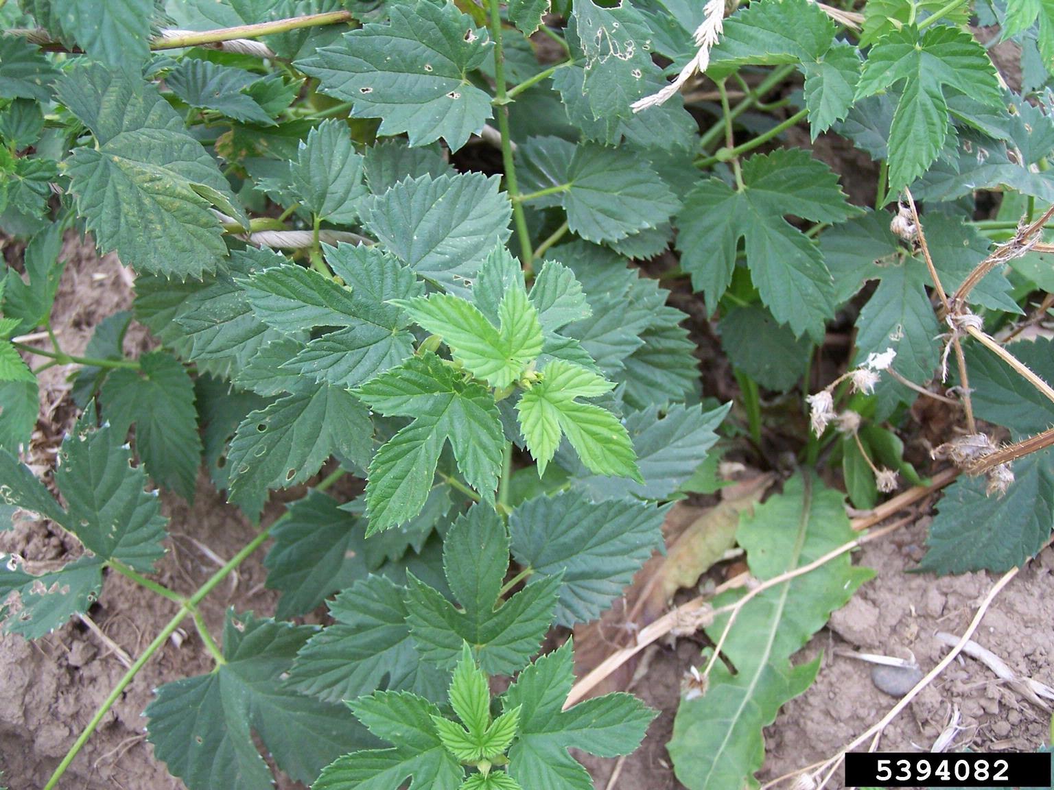 hops downy mildew (Pseudoperonospora humuli (Miyabe & Takah.) G.W. Wilson)