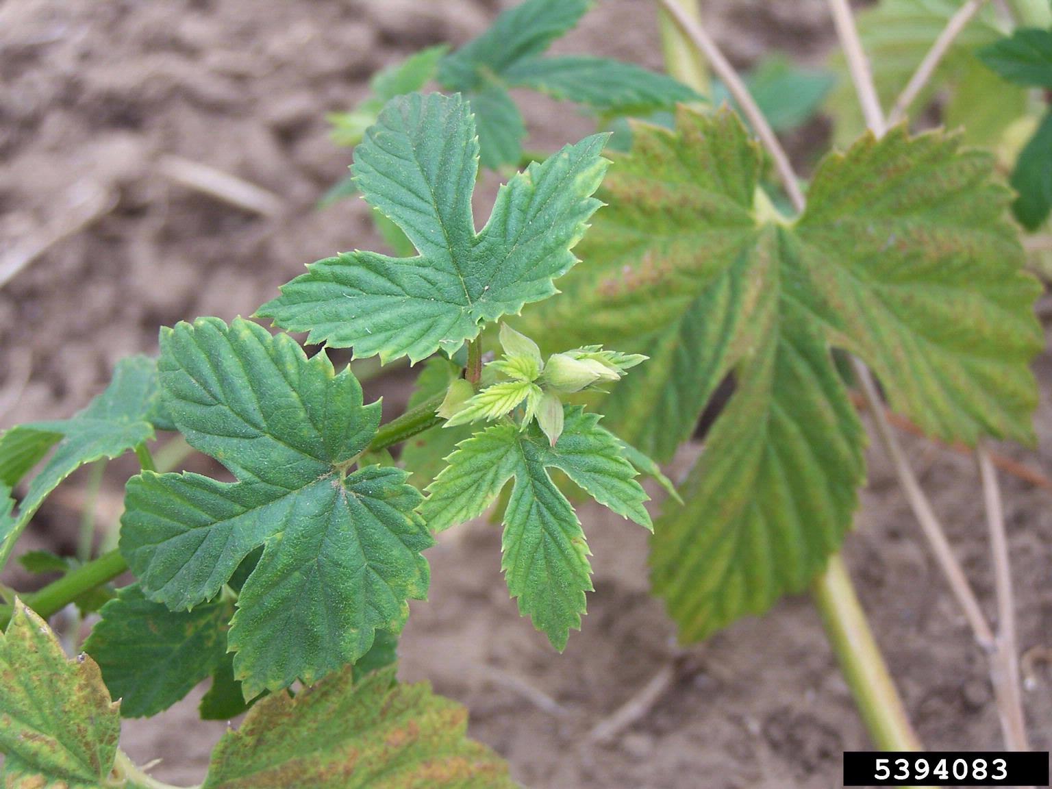 hops downy mildew (Pseudoperonospora humuli (Miyabe & Takah.) G.W. Wilson)