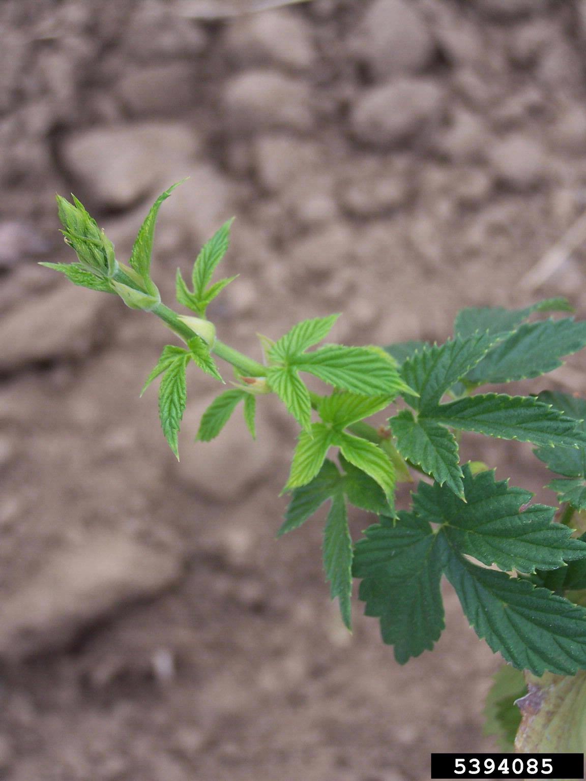 hops downy mildew (Pseudoperonospora humuli (Miyabe & Takah.) G.W. Wilson)