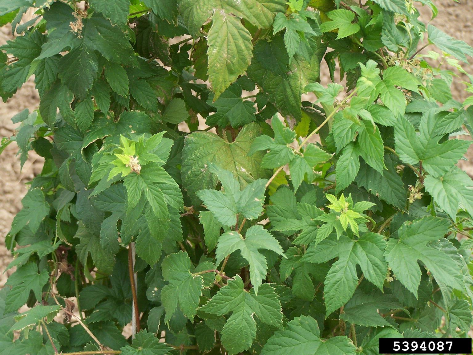 hops downy mildew (Pseudoperonospora humuli (Miyabe & Takah.) G.W. Wilson)