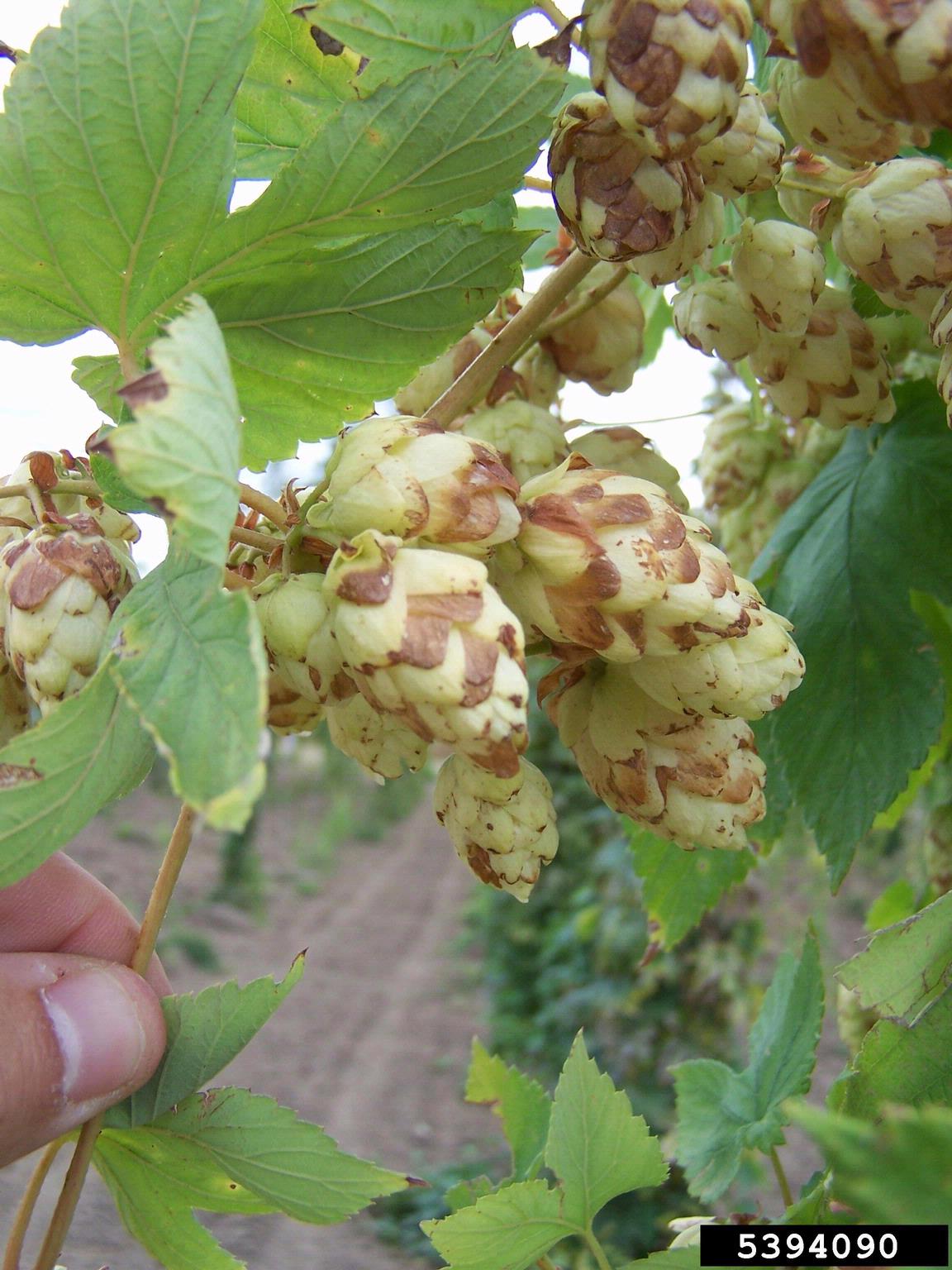 hops downy mildew (Pseudoperonospora humuli (Miyabe & Takah.) G.W. Wilson)