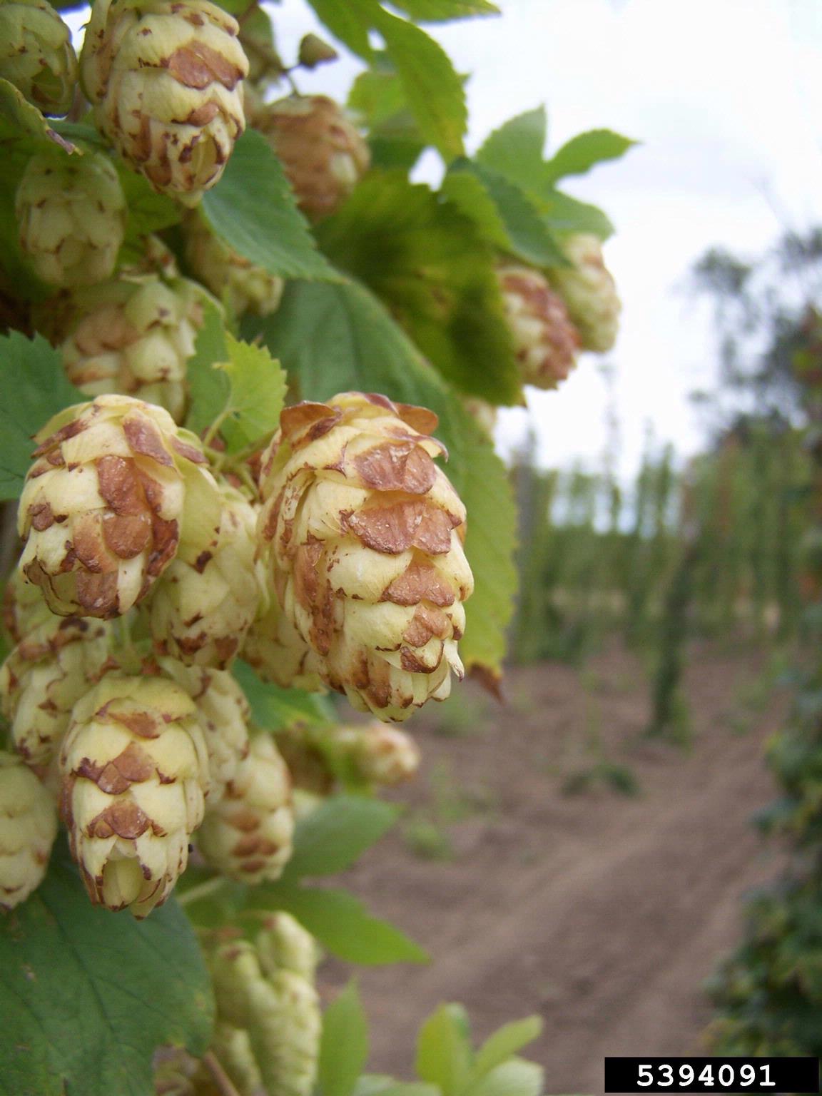 hops downy mildew (Pseudoperonospora humuli (Miyabe & Takah.) G.W. Wilson)