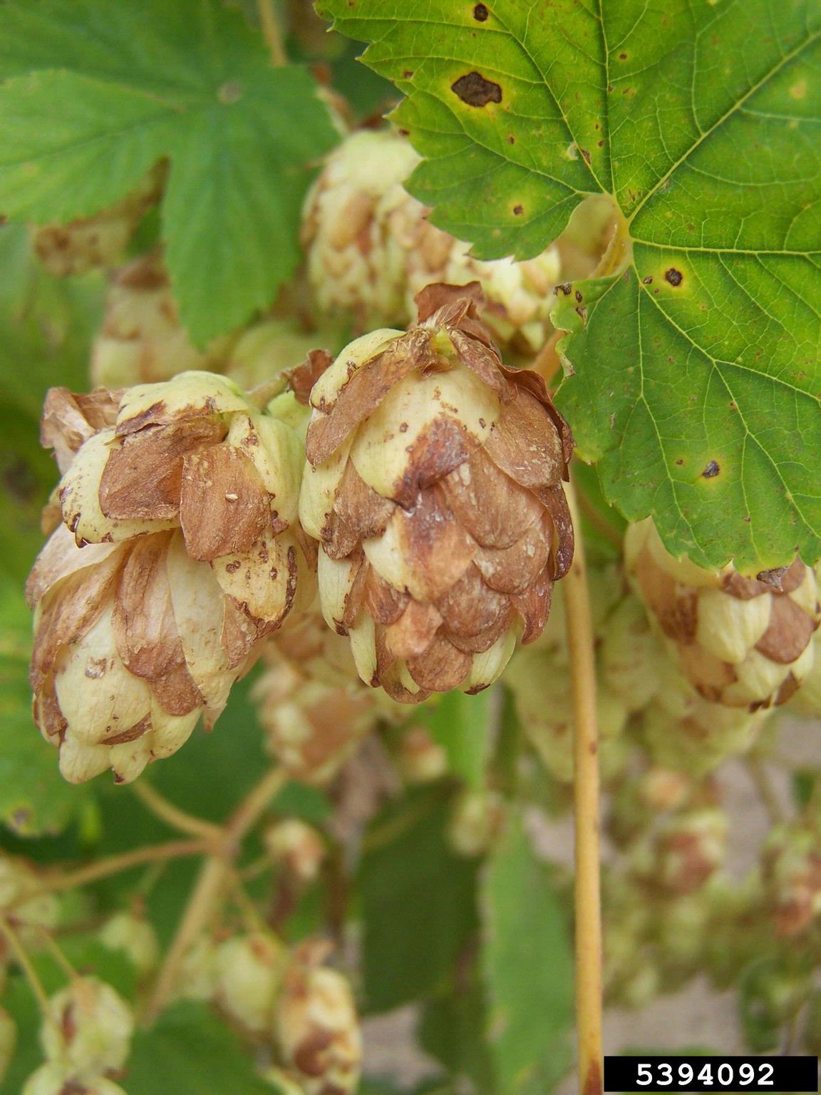 hops downy mildew (Pseudoperonospora humuli (Miyabe & Takah.) G.W. Wilson)