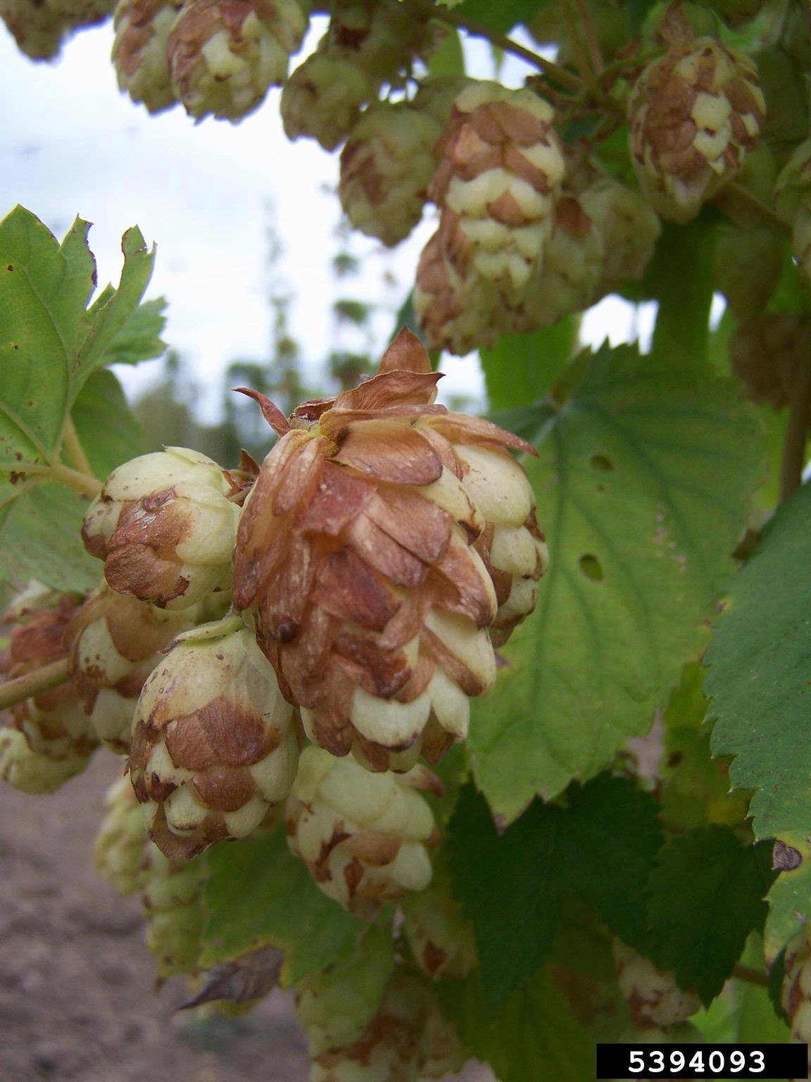 hops downy mildew (Pseudoperonospora humuli (Miyabe & Takah.) G.W. Wilson)