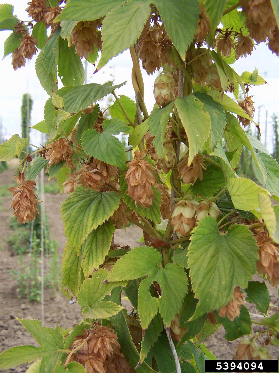 hops downy mildew (Pseudoperonospora humuli (Miyabe & Takah.) G.W. Wilson)