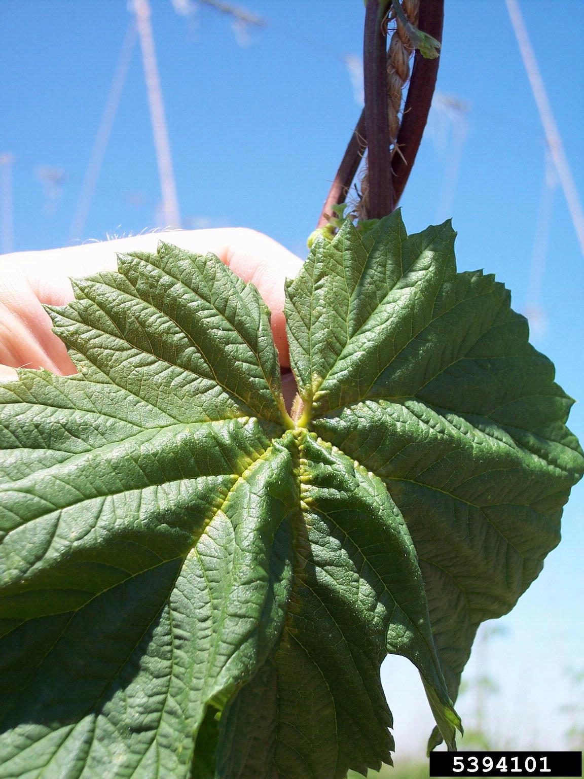 hops downy mildew (Pseudoperonospora humuli (Miyabe & Takah.) G.W. Wilson)