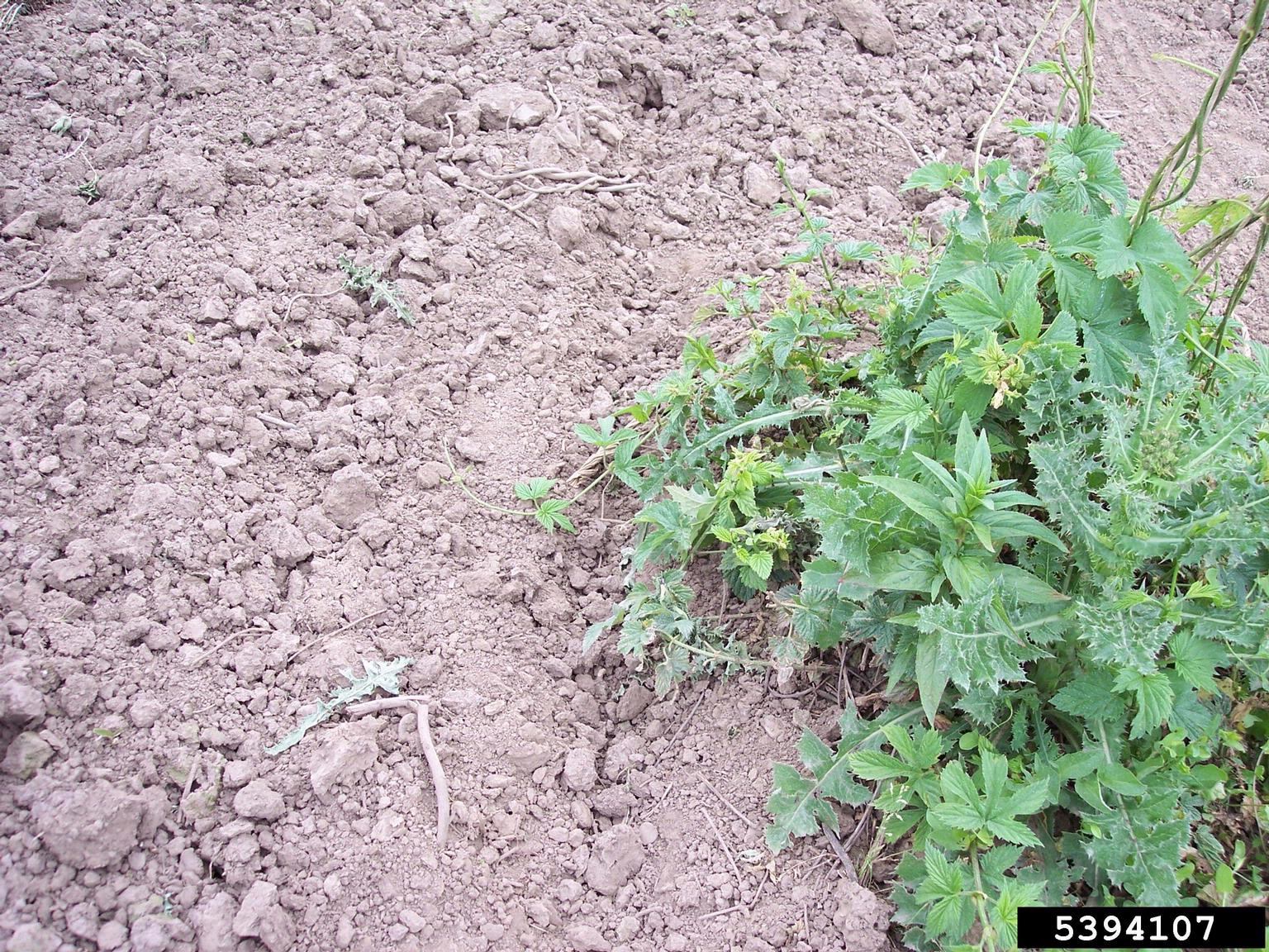 hops downy mildew (Pseudoperonospora humuli (Miyabe & Takah.) G.W. Wilson)