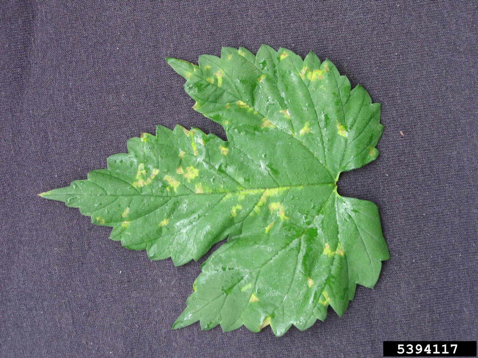 hops downy mildew (Pseudoperonospora humuli (Miyabe & Takah.) G.W. Wilson)