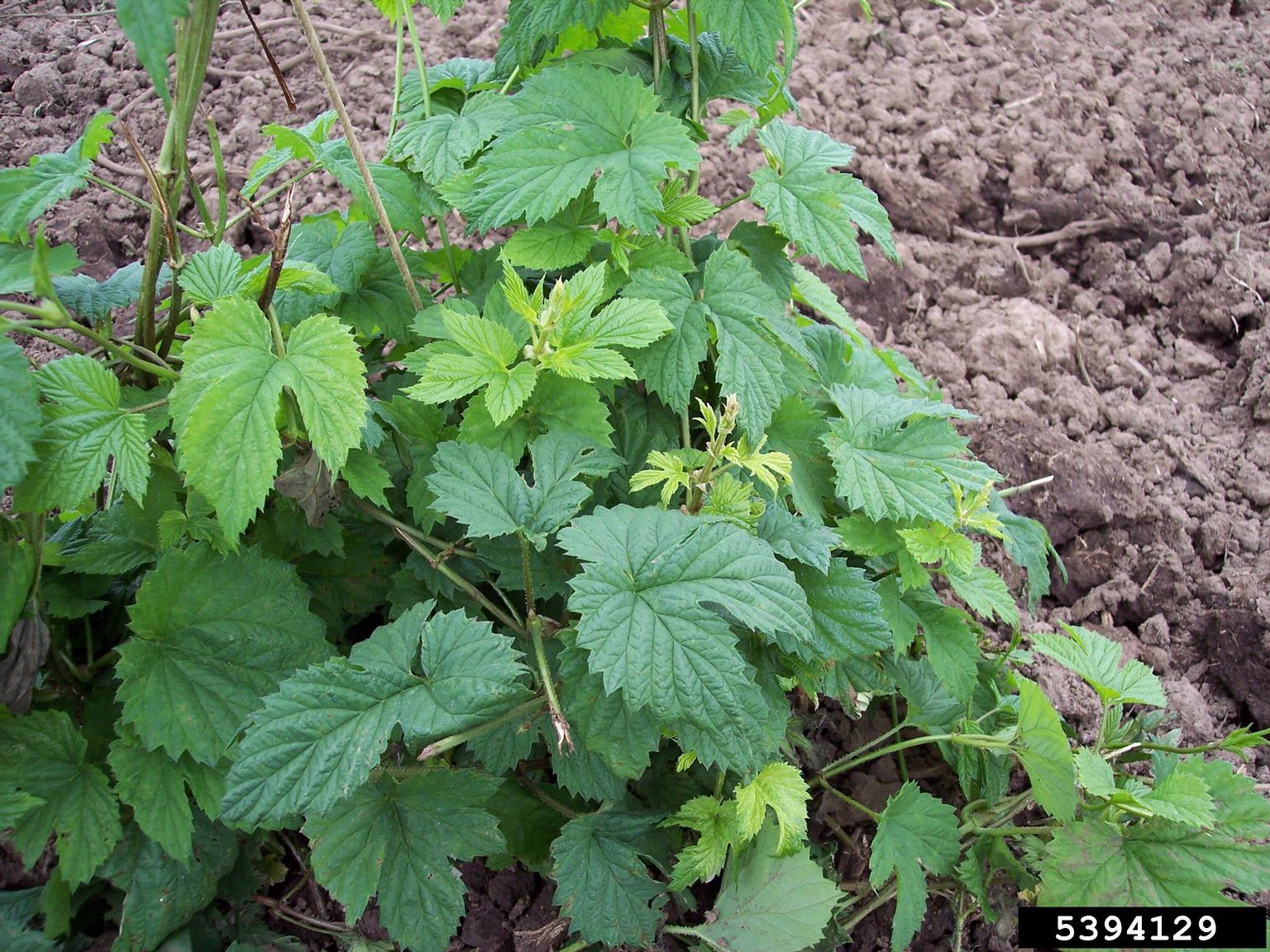 hops downy mildew (Pseudoperonospora humuli (Miyabe & Takah.) G.W. Wilson)