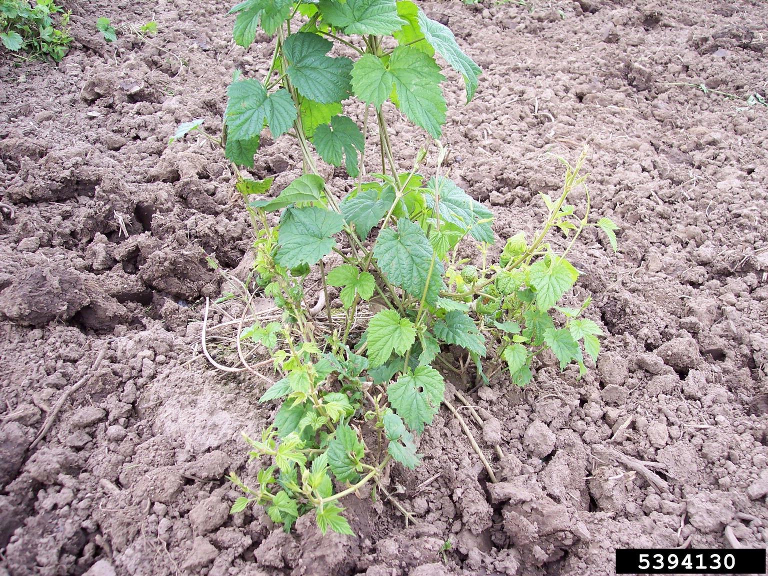 hops downy mildew (Pseudoperonospora humuli (Miyabe & Takah.) G.W. Wilson)