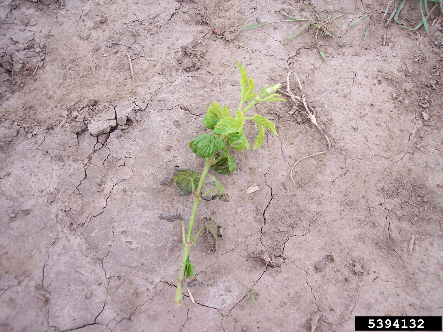 hops downy mildew (Pseudoperonospora humuli (Miyabe & Takah.) G.W. Wilson)