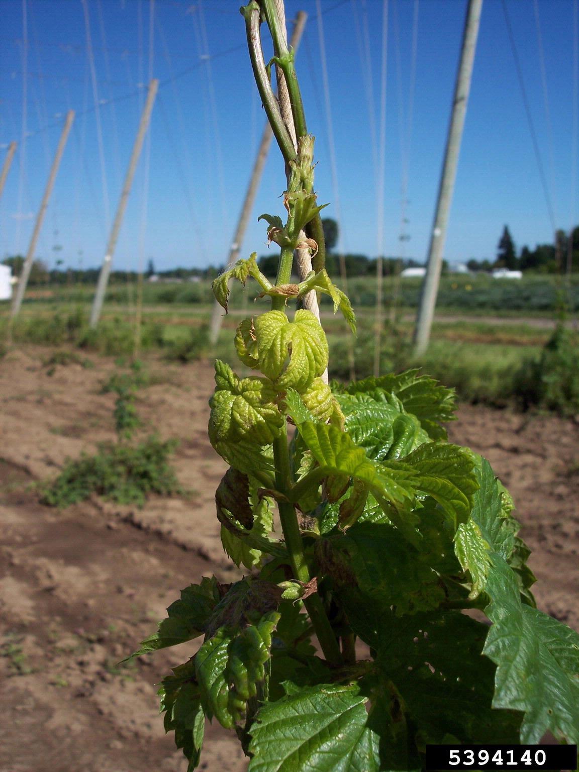 hops downy mildew (Pseudoperonospora humuli (Miyabe & Takah.) G.W. Wilson)