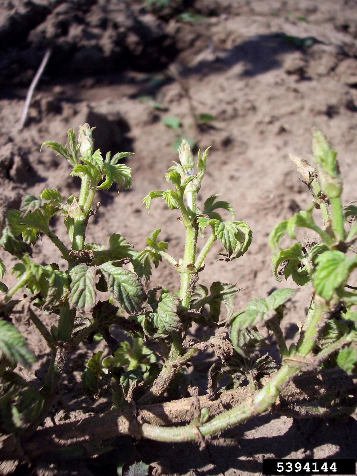 hops downy mildew (Pseudoperonospora humuli (Miyabe & Takah.) G.W. Wilson)